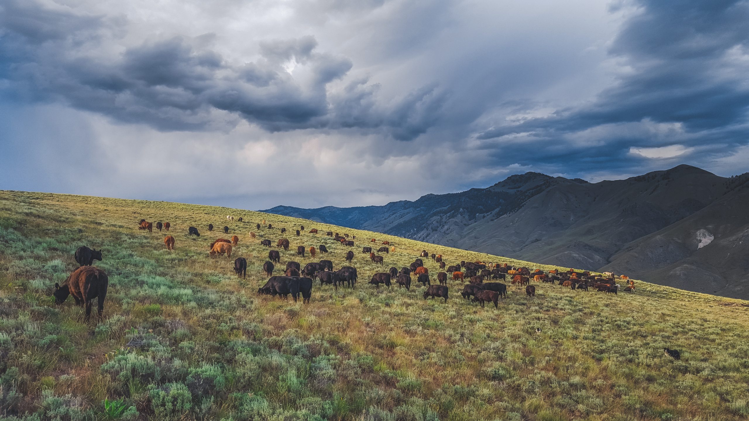 Bottom Lines – On Land