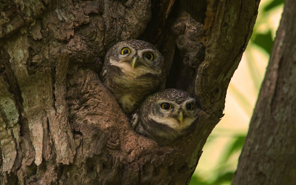 Owl Trees – On Land