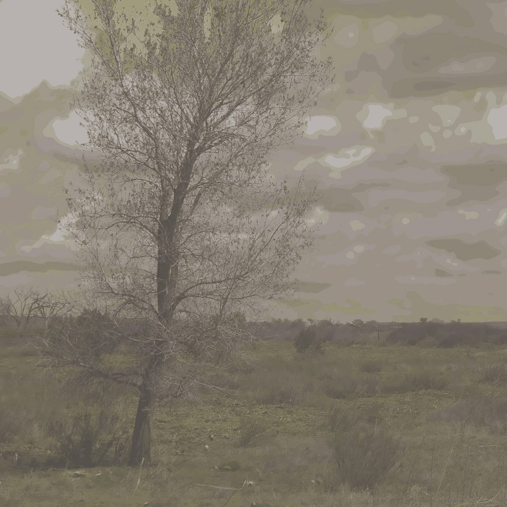Slaying salt cedar to save New Mexico’s Eastern Plains – On Land