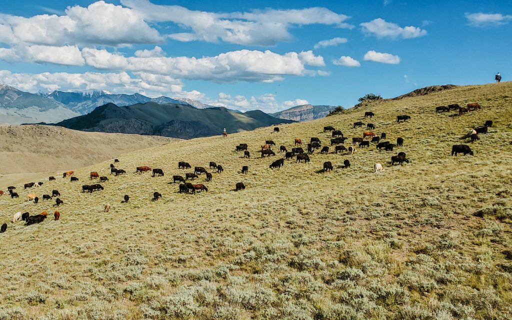 Returning to Our Home on the Range – On Land