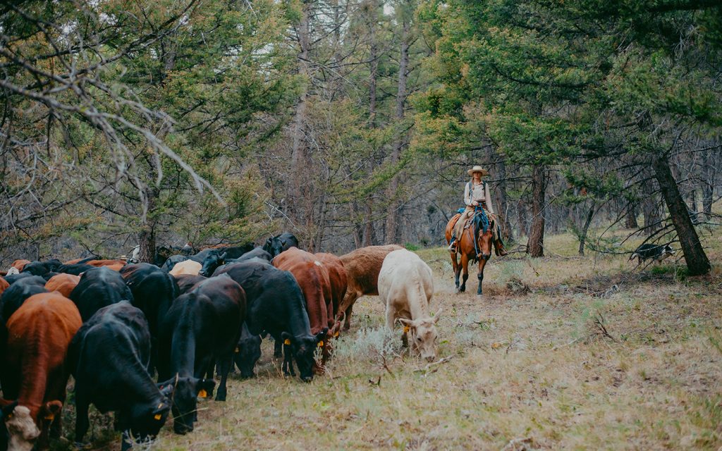 Inherding for conflict prevention on Alderspring Ranch – On Land