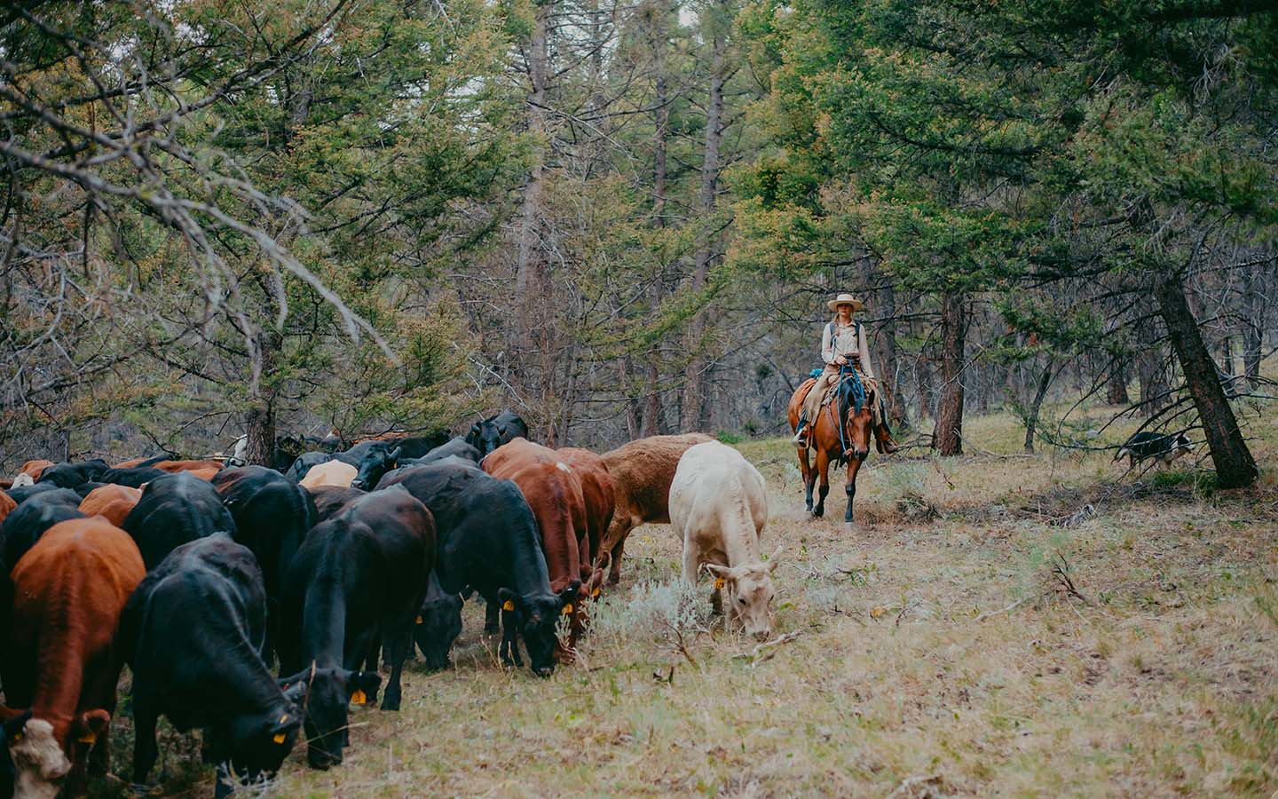 Surprising benefits of range riding at Alderspring Ranch – On Land