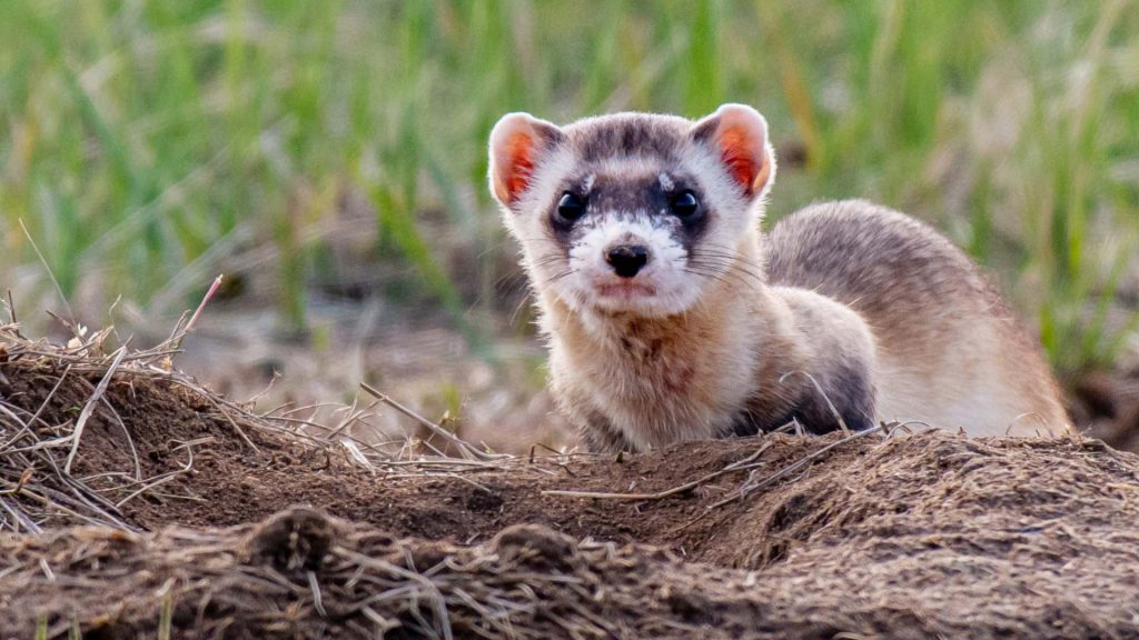 May Ranch partners CPW for black-footed ferret recovery – On Land