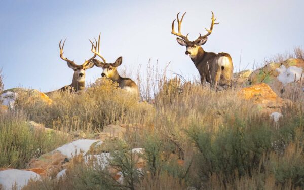 How hunting season affects muley buck migrations – On Land
