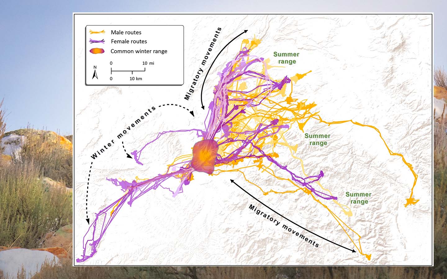 How hunting season affects muley buck migrations – On Land