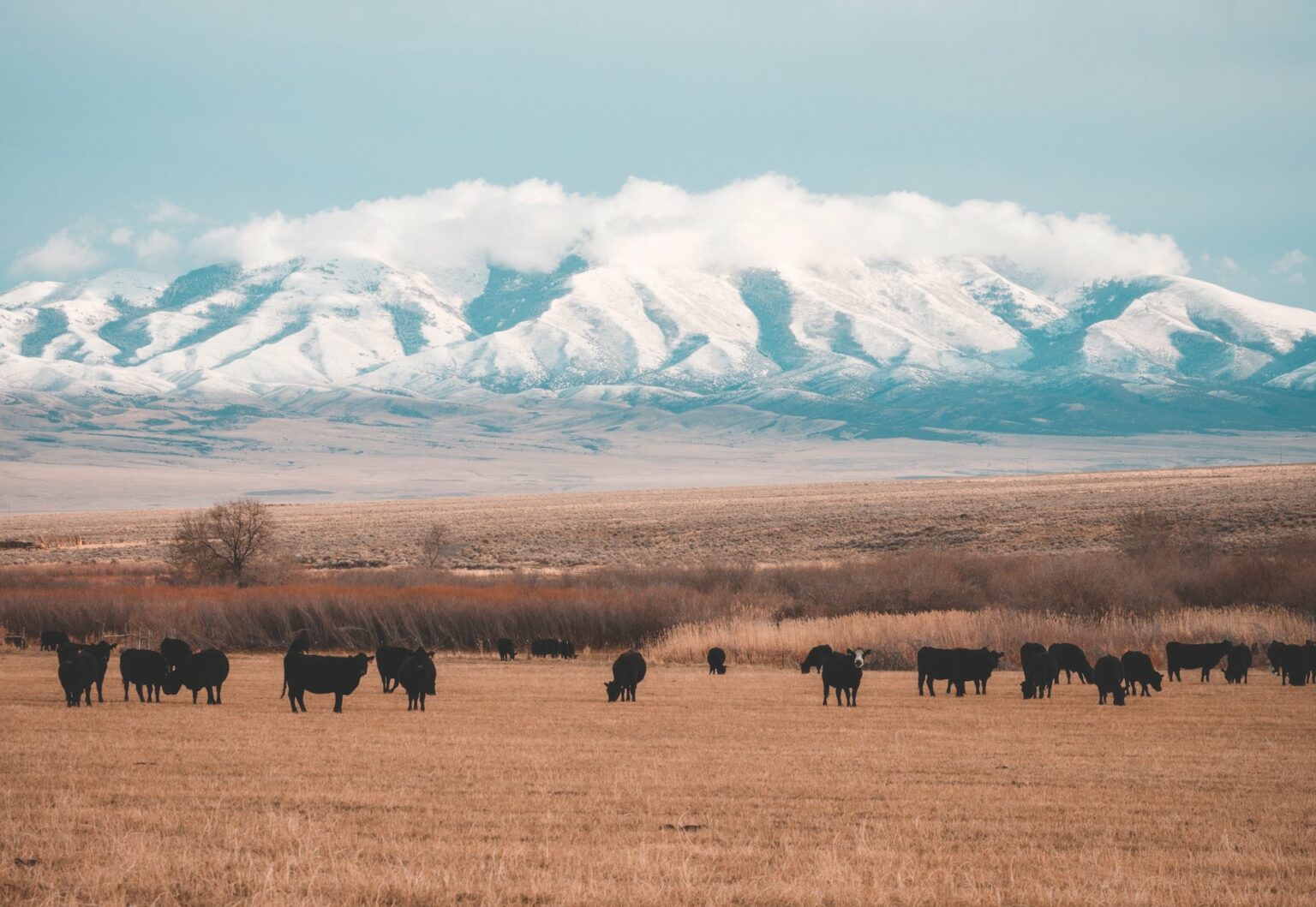 Ranching in reality: A perspective on the future from an old cowboy ...