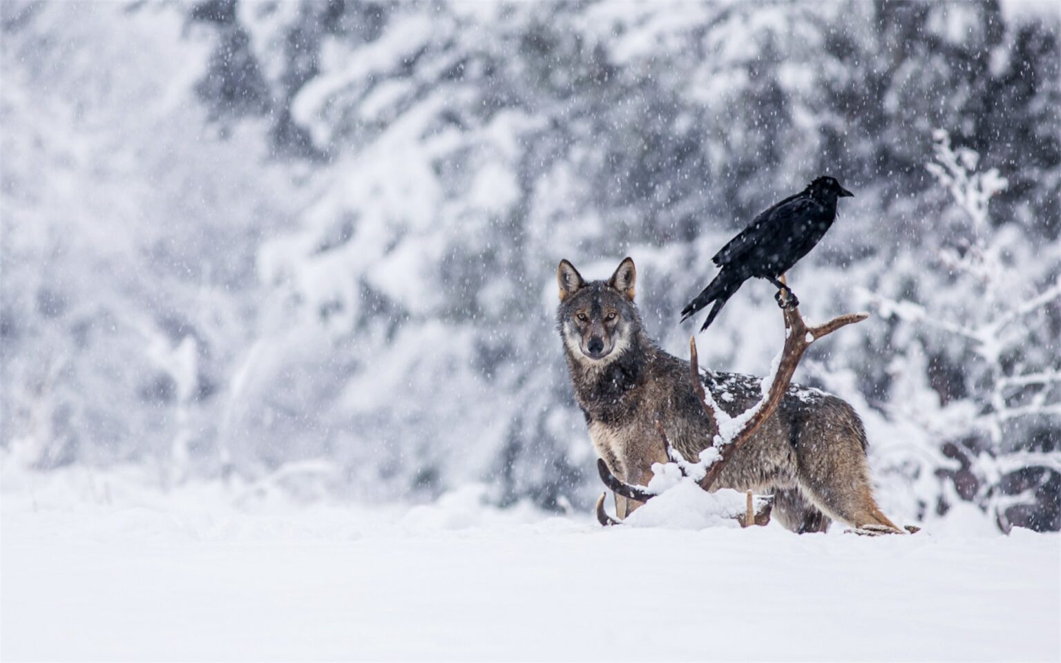 Why a healthy fear of humans is good for wolves – On Land