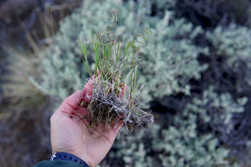 30 years of BLM vegetation changes shine light on woody and annual ...