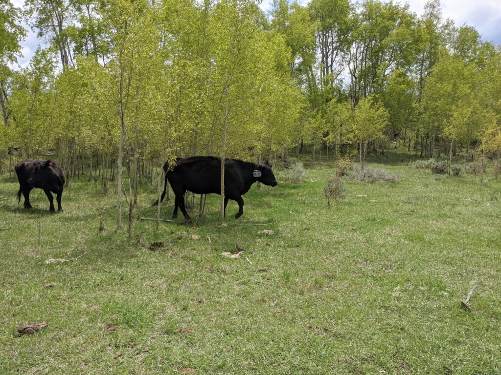 Breaking the Code on the Invisible Fenceline
