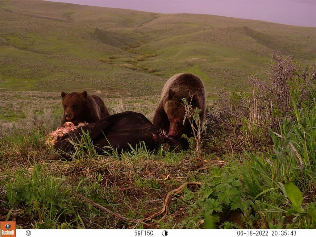 What landowners need to know about the 2023 System Conservation Pilot Program – On Land