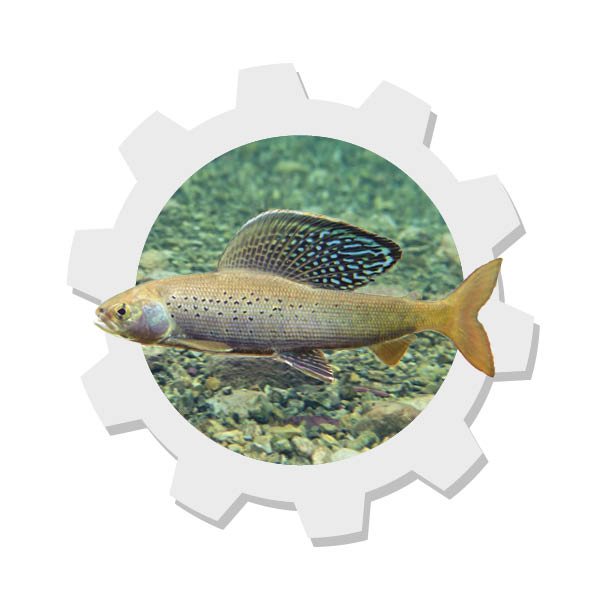 All together for the grayling – On Land