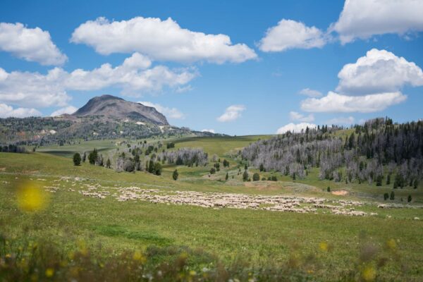 Financing The Regenerative Transition On Land